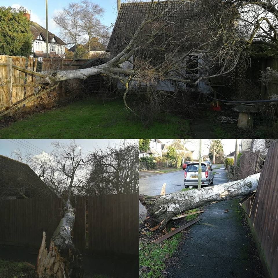 24hr Emergency Tree Services & Removals | Chapel Tree Services